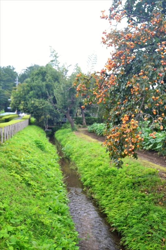 011-DSC_1666 | 楽しく、気軽に、ウォーキング